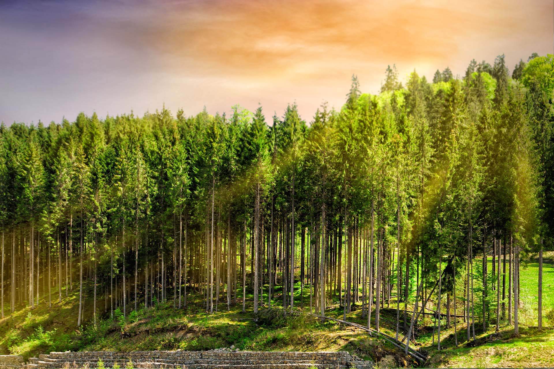 Forestry Water Management – Water Tanks NZ | Water Storage Tanks ...